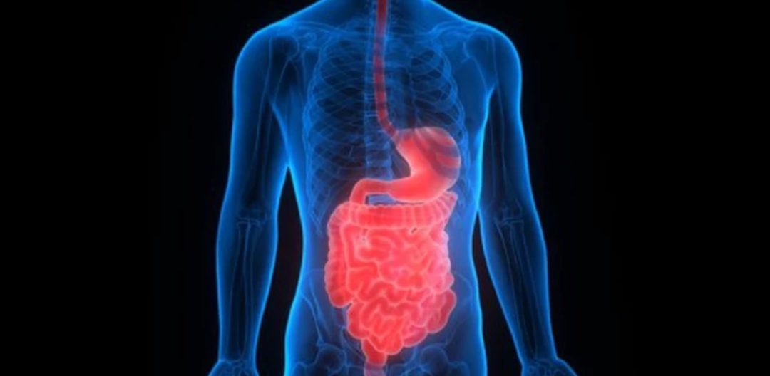 Optimising your Gut Health - Nutritional Therapist | Shrewsbury | GUT ...