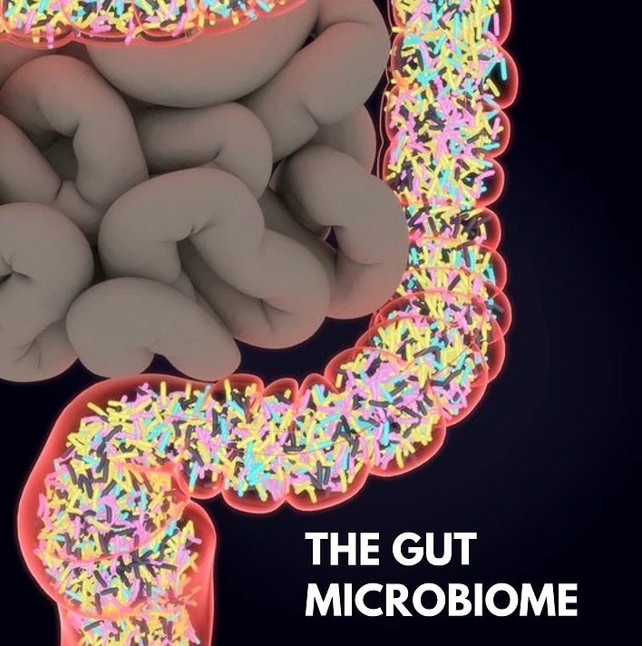 Optimising your Gut Health - Nutritional Therapist | Shrewsbury | GUT ...